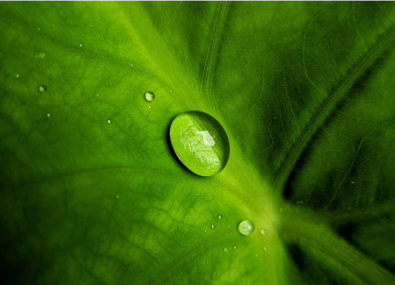 The Secret Healing Ingredient Inside Sequoia Trees – Sequoia Skin